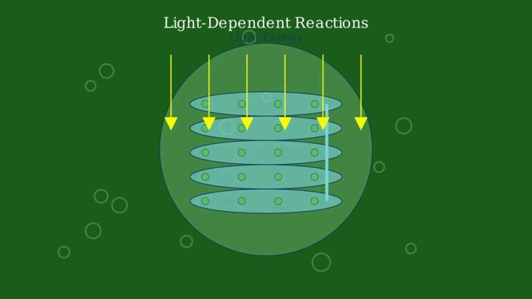 Whittaker's Five Kingdom Classification System Explained - Biology ...