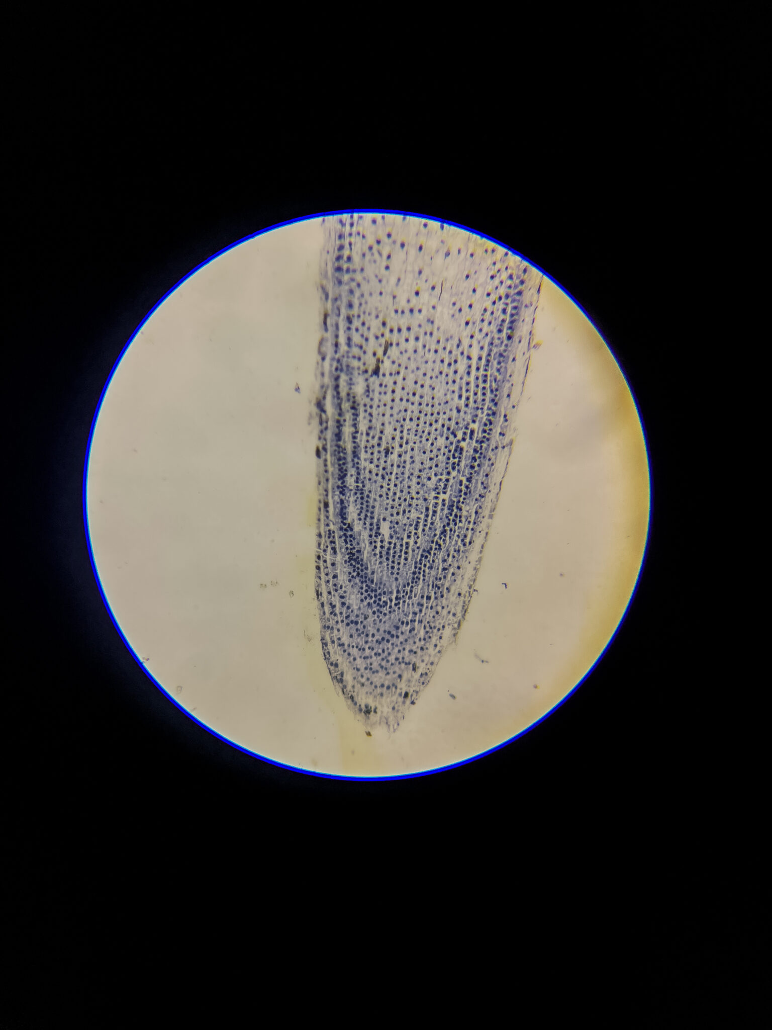 Microscopic Pictures - Biology Notes Online