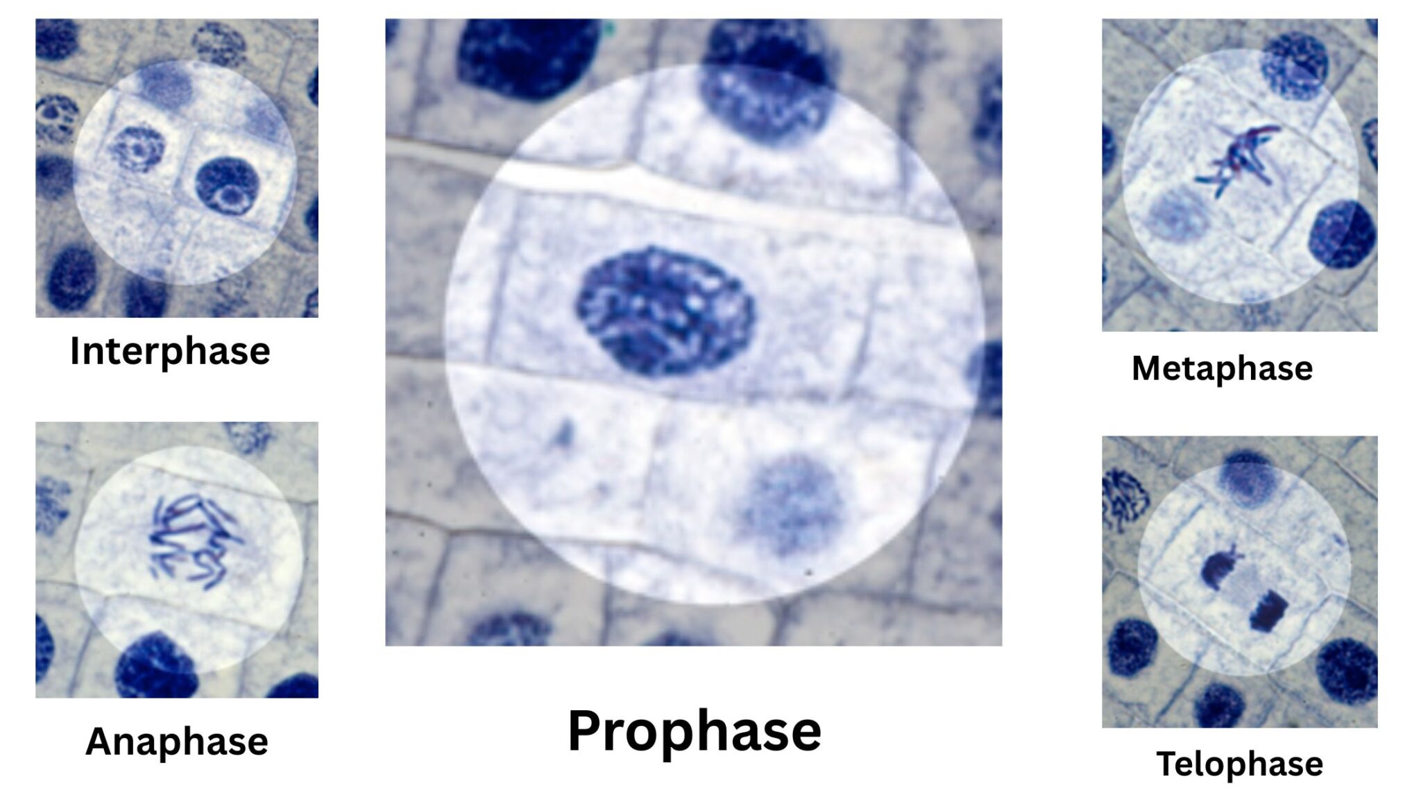 Onion Root Under Microscope - Mitosis Under Microscope - Biology Notes ...