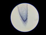 Biology Notes Online - Online Microbiology and Biology Study Notes