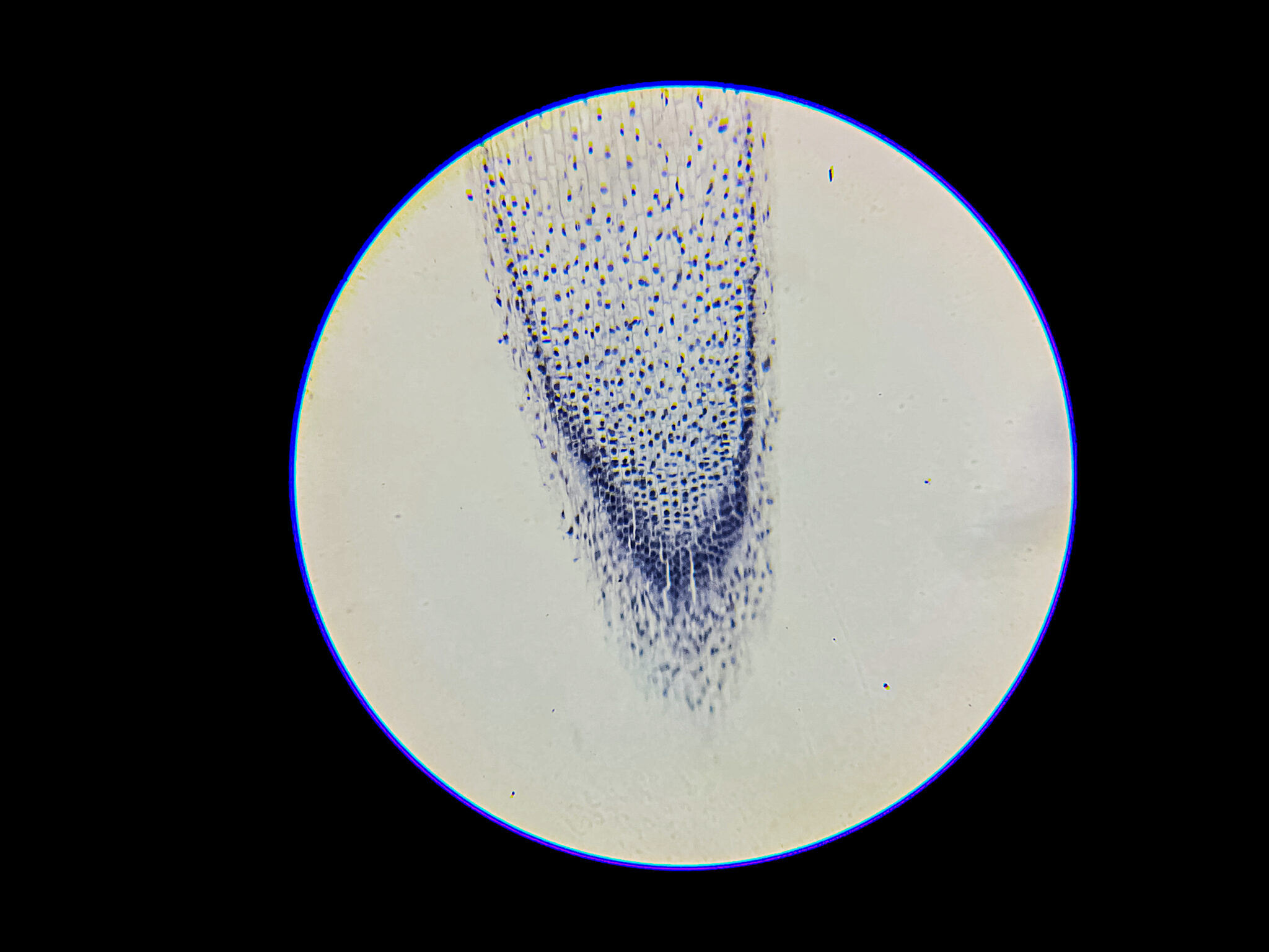 Biology Notes Online - Get Free Biology Notes - Biology Notes Online