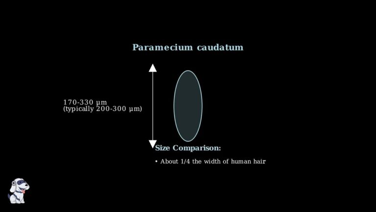 Binary Fission Explained How Cells Divide Biology Notes Online