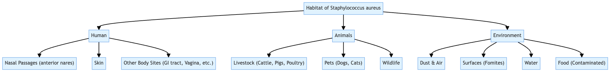 Staphylococcus aureus - Habitat, Morphology, Characteristics, Infection ...