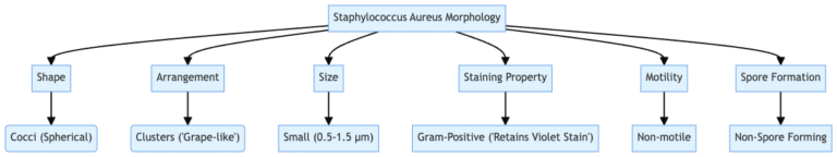 Staphylococcus aureus - Habitat, Morphology, Characteristics, Infection ...