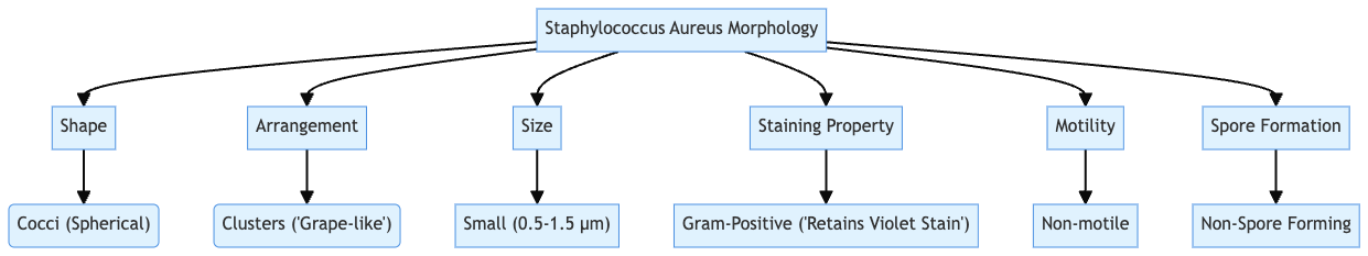 Staphylococcus aureus - Habitat, Morphology, Characteristics, Infection ...