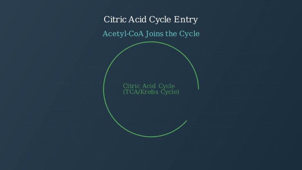 Understanding the Monera Kingdom: A Simple Explainer - Biology Notes Online