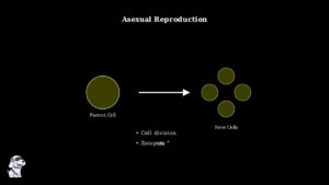 Understanding the Monera Kingdom: A Simple Explainer - Biology Notes Online