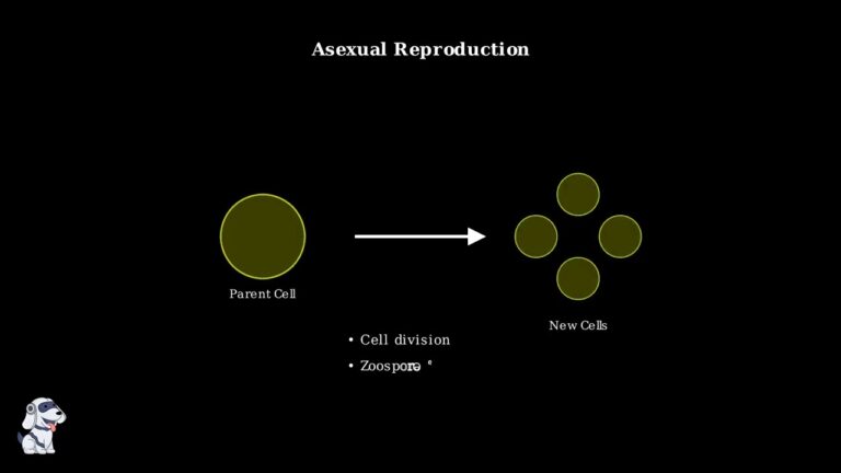 Asexual Reproduction: Cloning Organisms Explained - Biology Notes Online