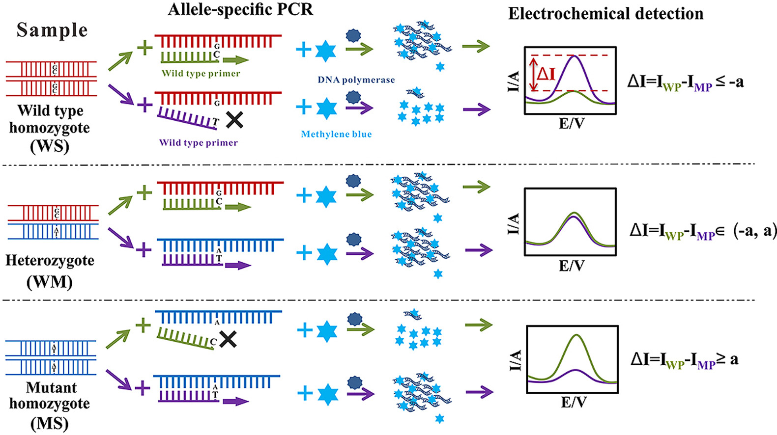 Types of PCR with Definition, Principle, and Uses - Biology Notes Online