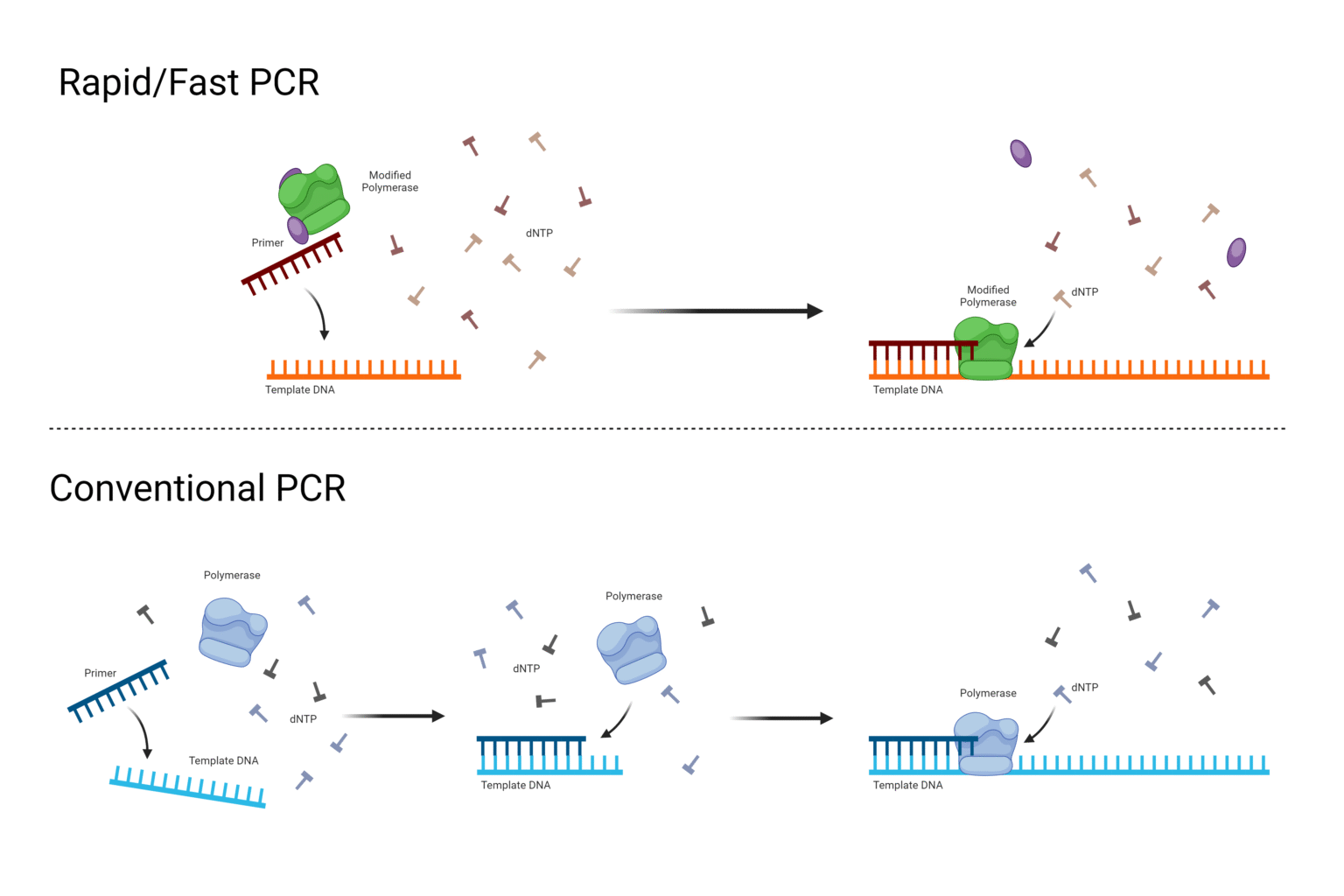 Types of PCR with Definition, Principle, and Uses - Biology Notes Online