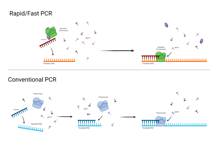 Types of PCR with Definition, Principle, and Uses - Biology Notes Online