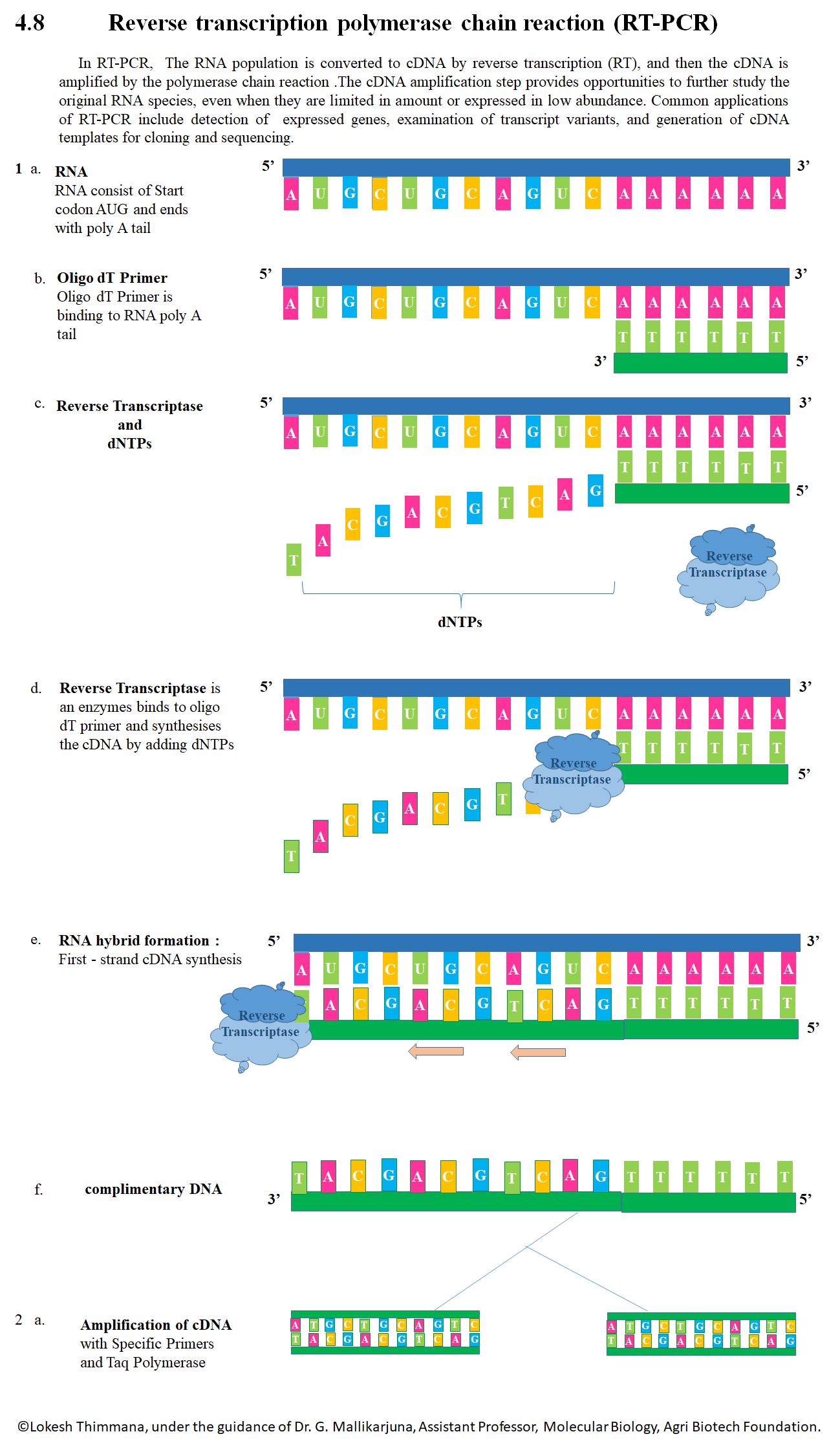 Reverse Transcription PCR (RT-PCR) - Principle, Steps, Applications ...