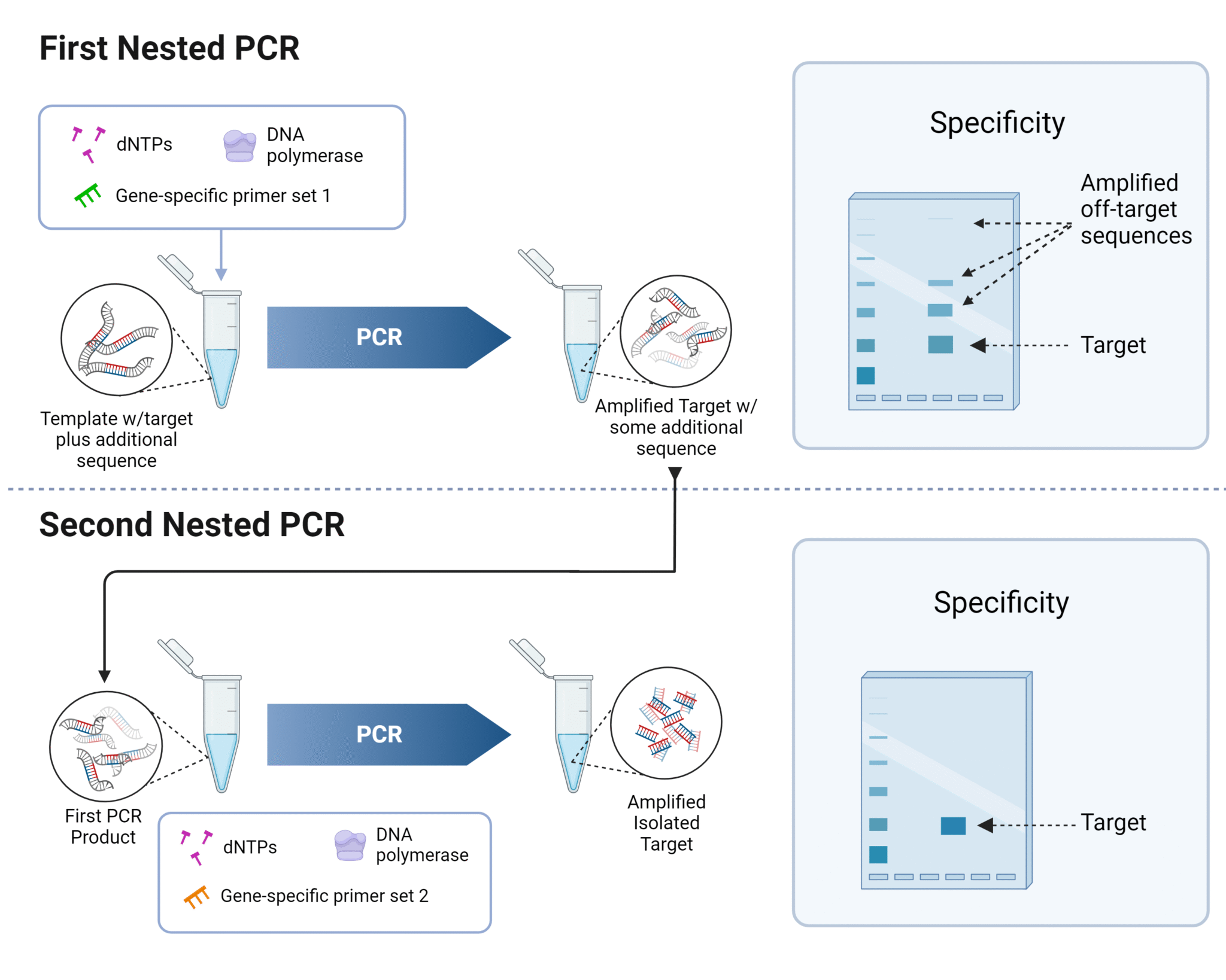 Types of PCR with Definition, Principle, and Uses - Biology Notes Online