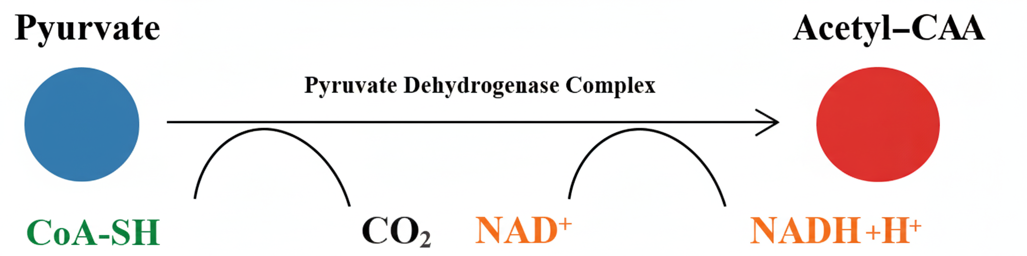 Fate of Pyruvate - Acetyl CoA, Lactate, Alcohol Formation - Biology ...