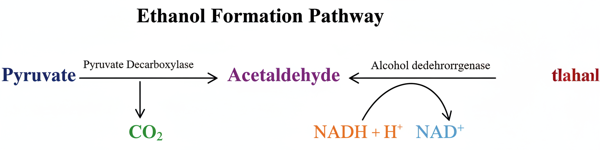 Fate of Pyruvate - Acetyl CoA, Lactate, Alcohol Formation - Biology ...
