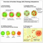 Acridine Orange Staining - Principle, Procedure, Uses - Biology Notes ...