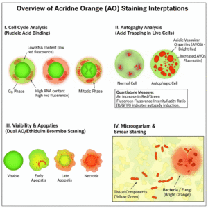 Acridine Orange Staining - Principle, Procedure, Uses - Biology Notes ...