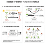 Models of Energy Flow in a Ecosystem - Linear and Y-shaped food chains ...
