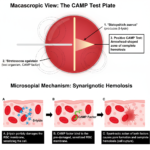 CAMP Test - Principle, Procedure, Result, Uses - Biology Notes Online