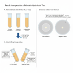 Gelatin Hydrolysis Test - Purpose, Principle, Procedure, Result ...