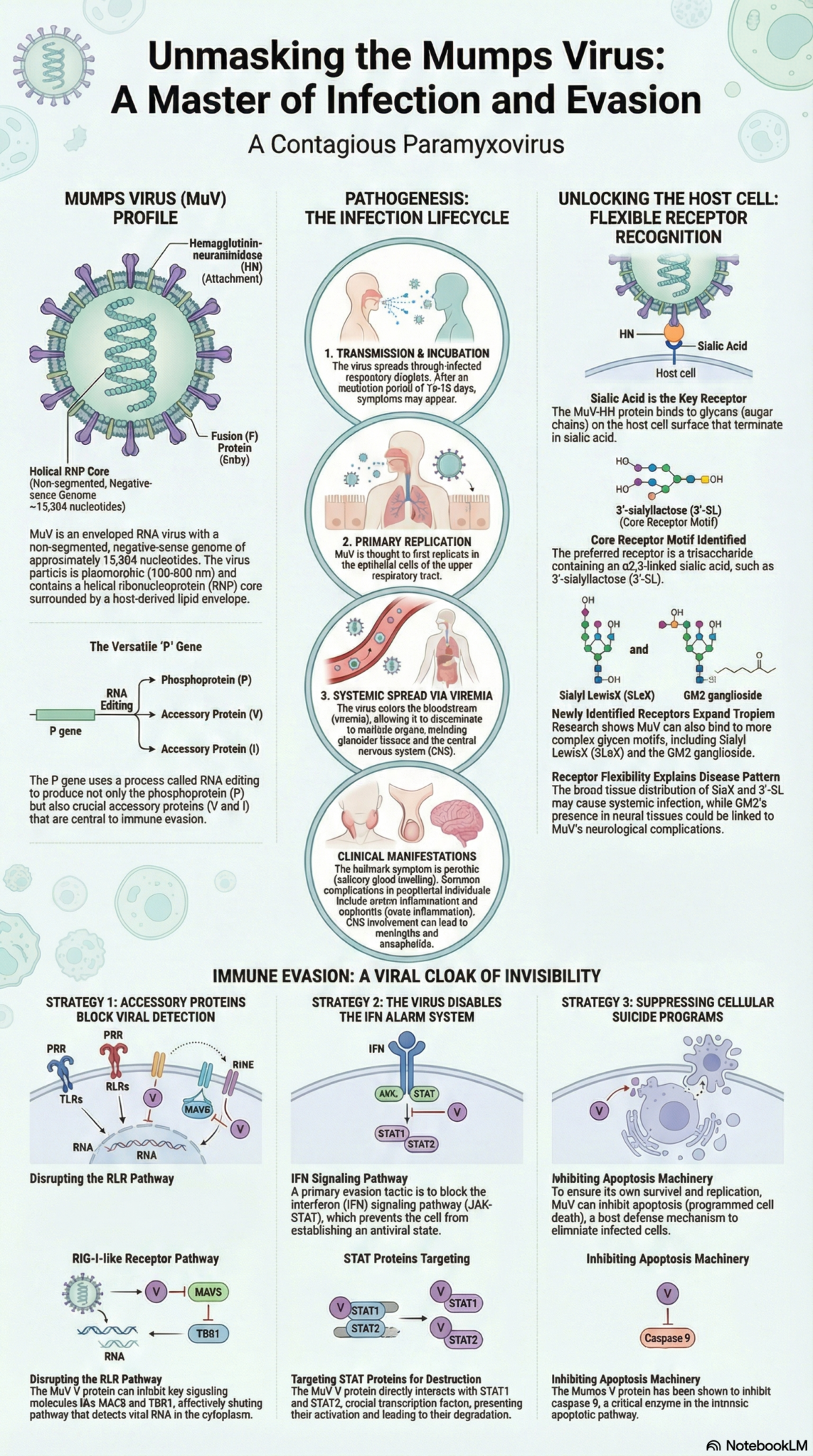 Mumps Virus - Definition, Replication, Structure, Genome, Pathogenesis ...