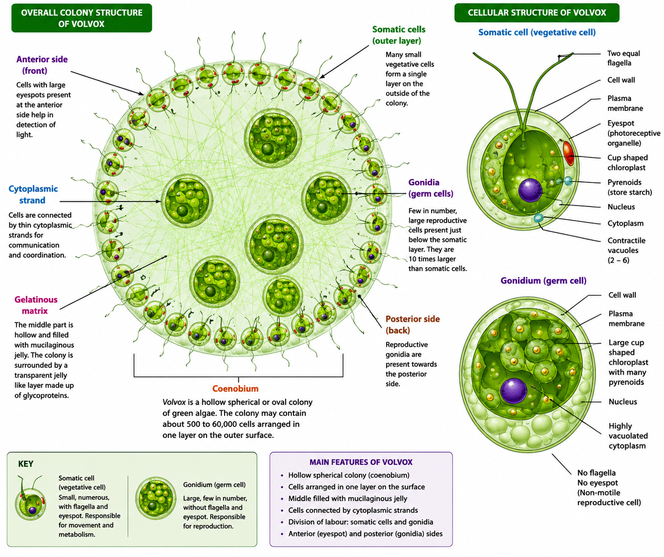 Volvox - Definition, Characteristics, Structure, Reproduction - Biology ...